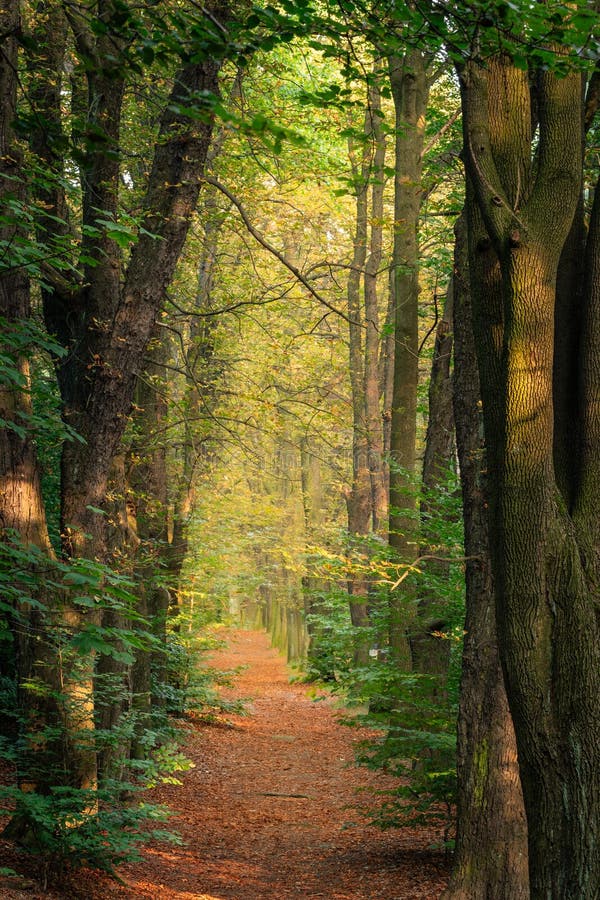 A Forest Path Lit by the Summer Sun Stock Image - Image of green ...