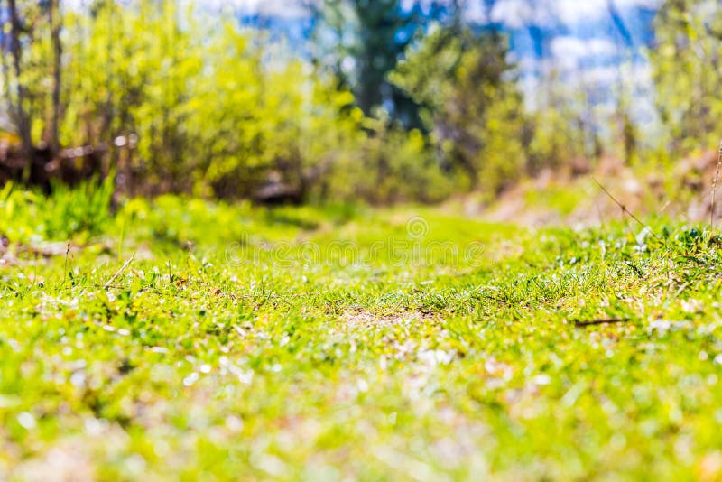 Forest Path Lit by the Summer Sun. Stock Photo - Image of green, pine ...