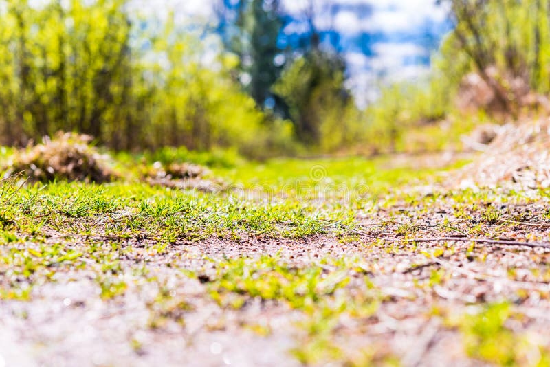 Forest Path Lit by the Summer Sun. Stock Image - Image of angle, high ...