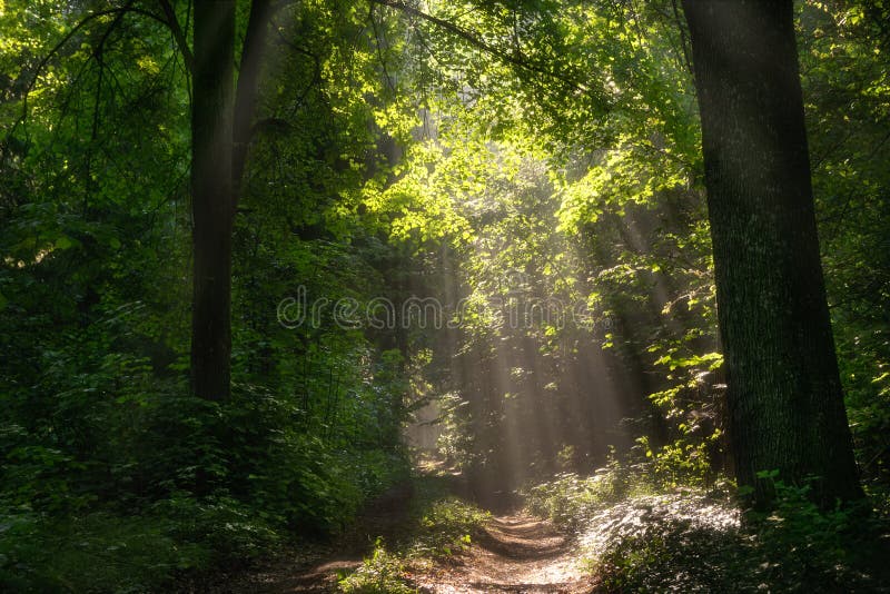 Lit Tree Sun Beam Path Stock Photos - Free & Royalty-Free Stock Photos ...