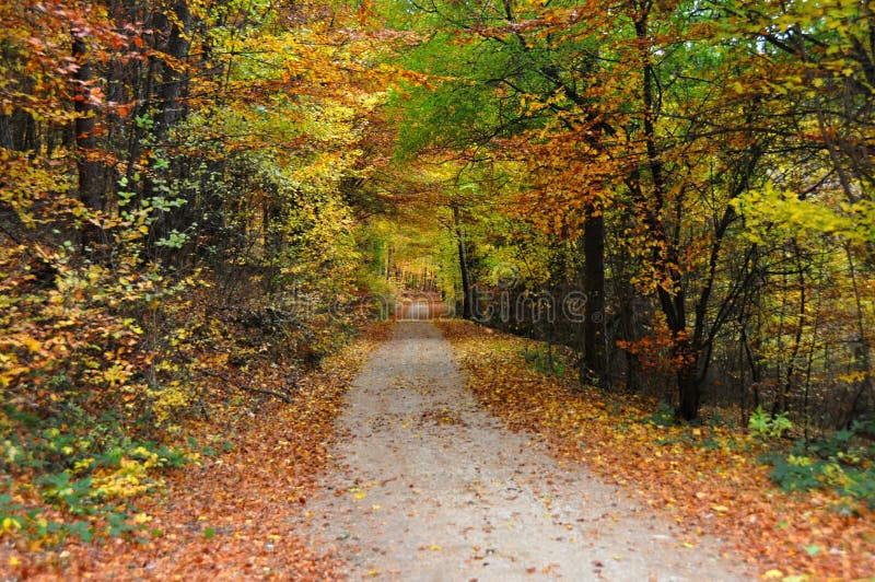 Forest path stock image. Image of landscape, outside - 79938509