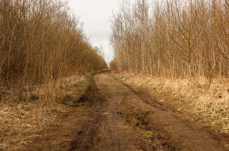 Forest Path with Machine Tracks, in Spring Trees without Leaves Stock ...