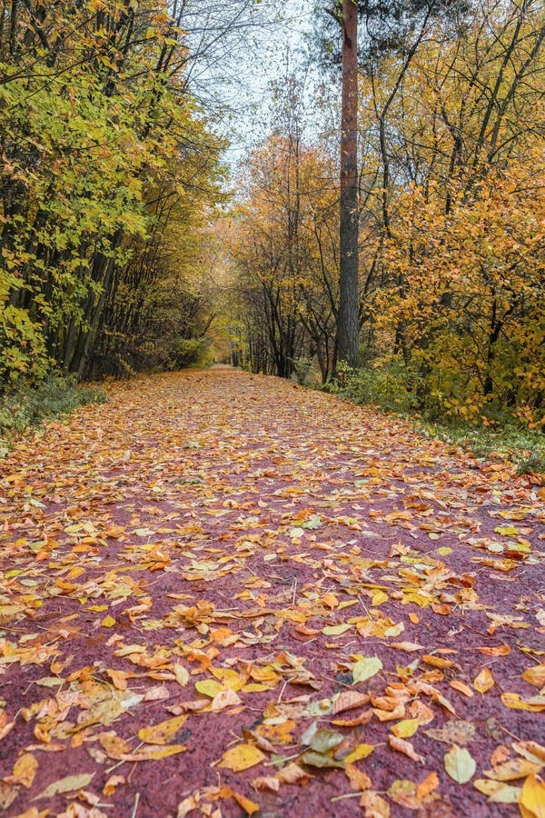 Forest Path with Many Fallen Leaves. Fall, Walking, Mood, Nostalgia ...