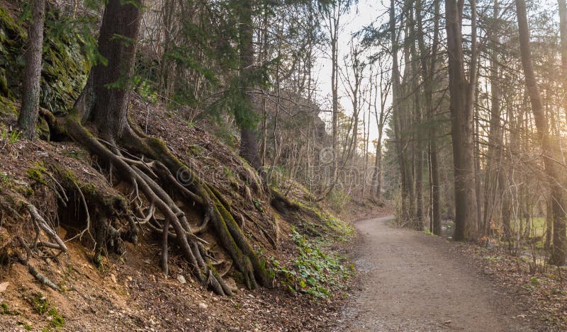 Forest path and trees stock image. Image of colors, path - 266550965