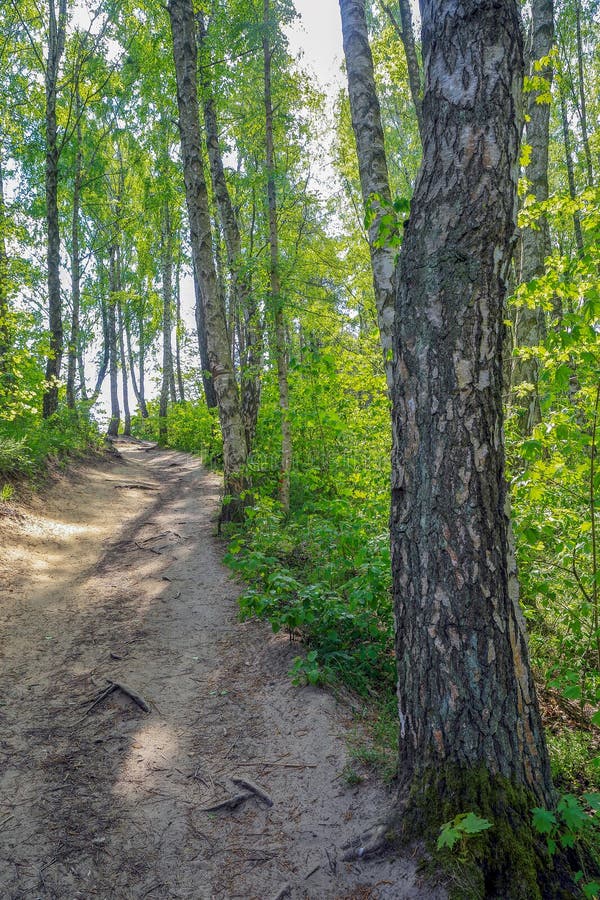 A Forest Path Meandering between the Trees, Going Up the Hill Stock ...