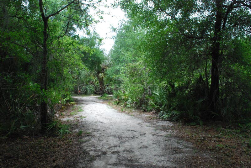 Forest Path stock photo. Image of vegetation, wooded - 94643378