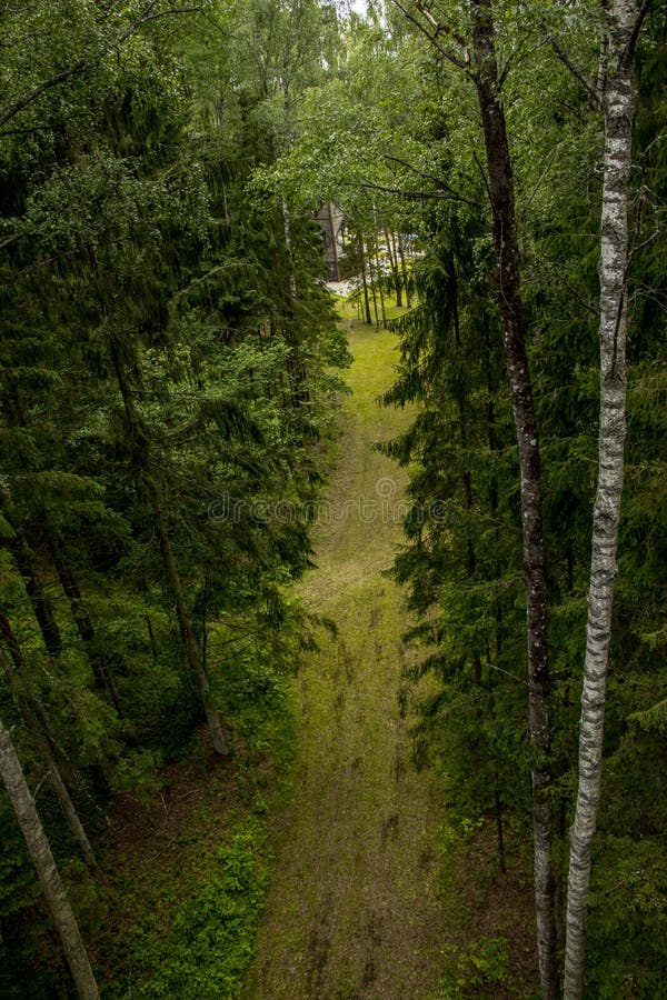 Forest path stock image. Image of road, trail, fresh - 97632517