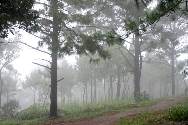 Forest path in mist stock image. Image of leaf, sunshine - 19877331