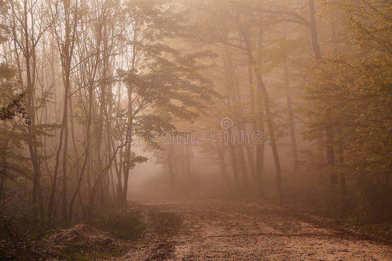 Forest path in mist stock image. Image of hill, leaves - 129491219