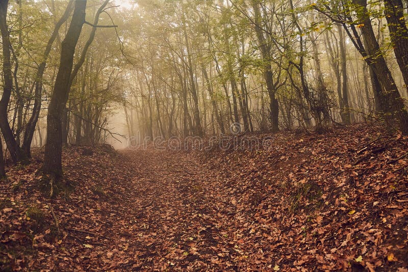 Forest path in mist stock image. Image of mysterious - 161123369