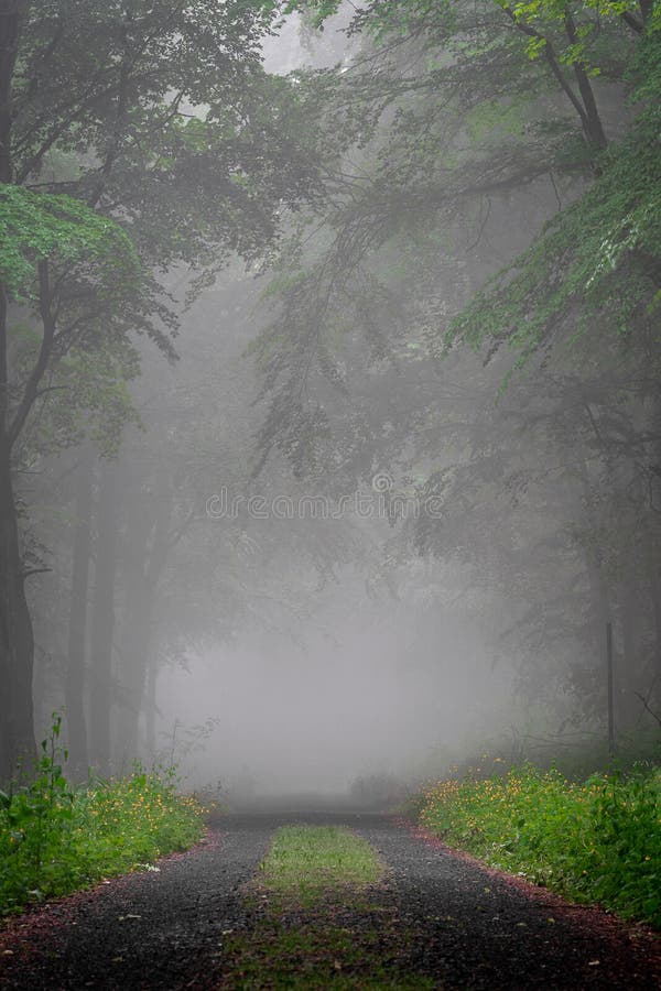 Forest Path in Mist and Fog Stock Image - Image of darkness, blue ...