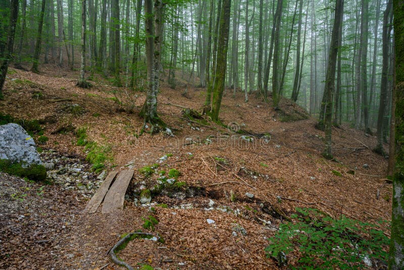 Forest path in the mist stock image. Image of nature - 230253587