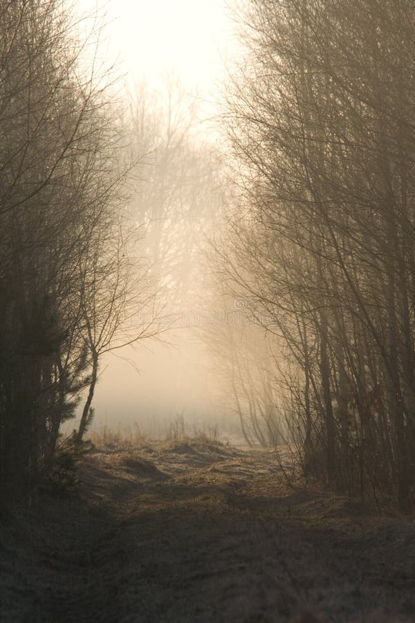 Forest Path in Misty Morning Stock Image - Image of spring, foggy: 8886407