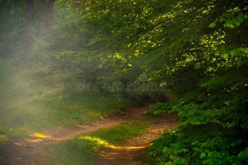 Forest Path in Misty Morning Stock Image - Image of foliage, beauty ...