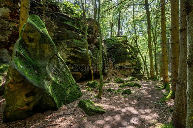 Forest Path with Mossy Rocks and Trees in Sunlight. Stock Image - Image ...