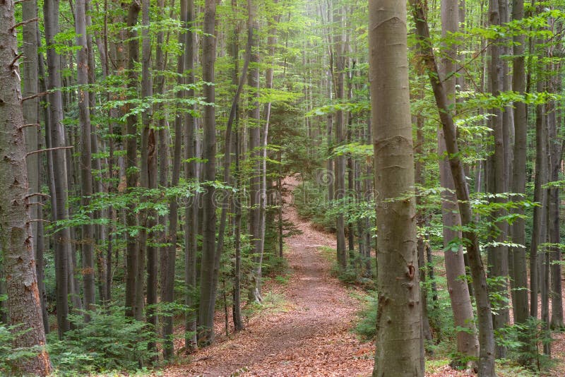 Forest Path in the Mountains. Beech Forest Around Stock Image - Image ...