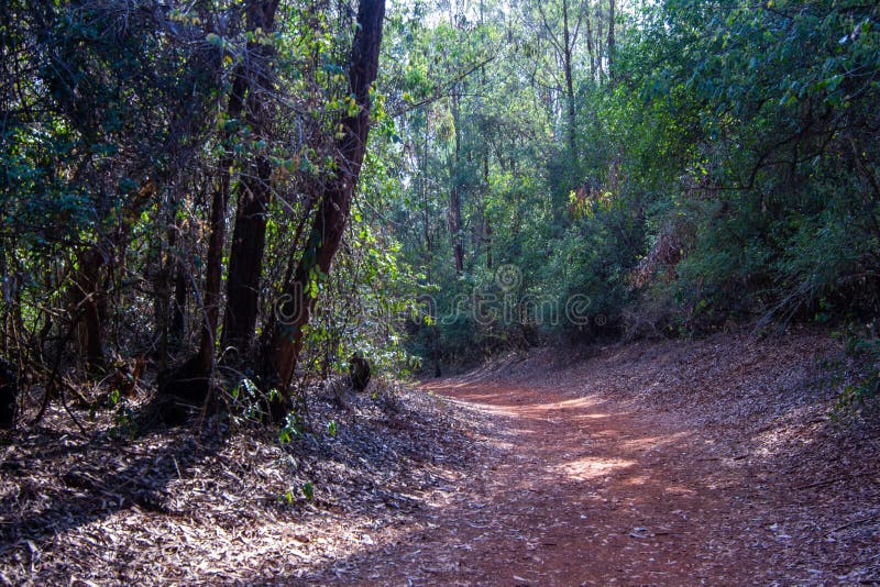 Forest path stock image. Image of karura, isolation - 177434565