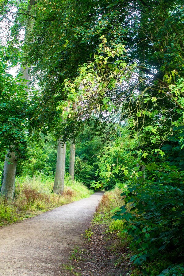 Forest path nature stock photo. Image of reserve, people - 89872380