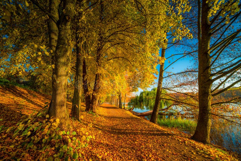 Forest Path, Scenic Nature Landscape Stock Image - Image of scene ...
