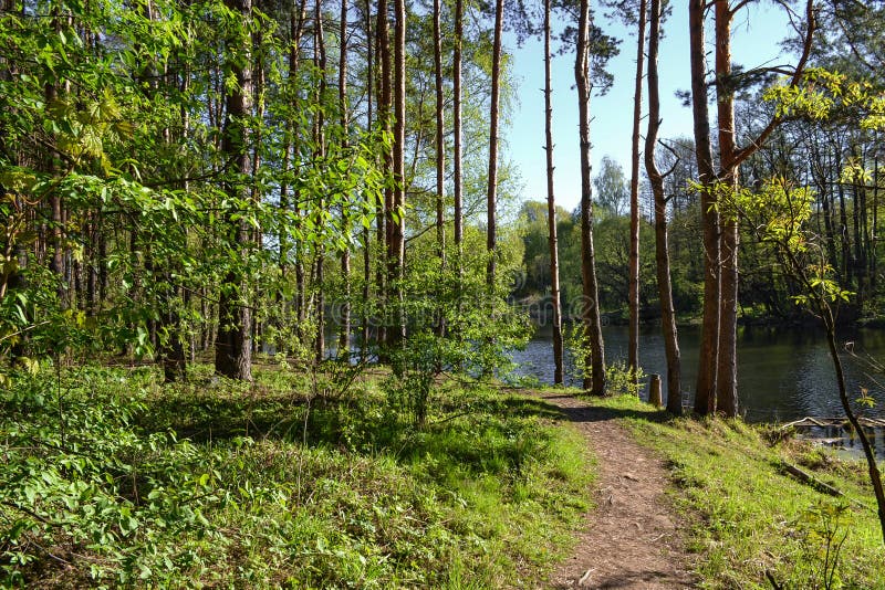 Forest Path in the Forest Near the River. Spring. Morning Stock Photo ...