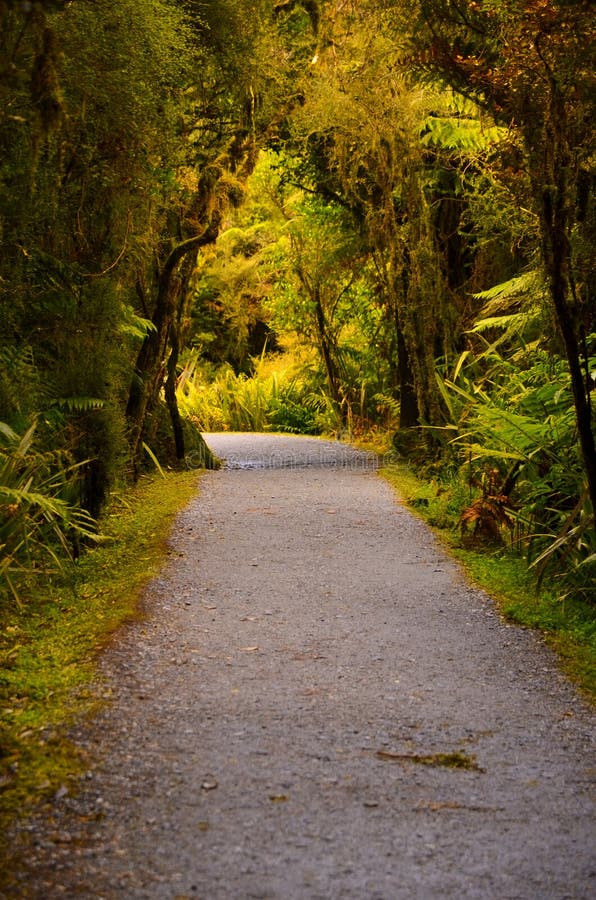 Forest Path, New Zealand stock image. Image of matheson - 38389363
