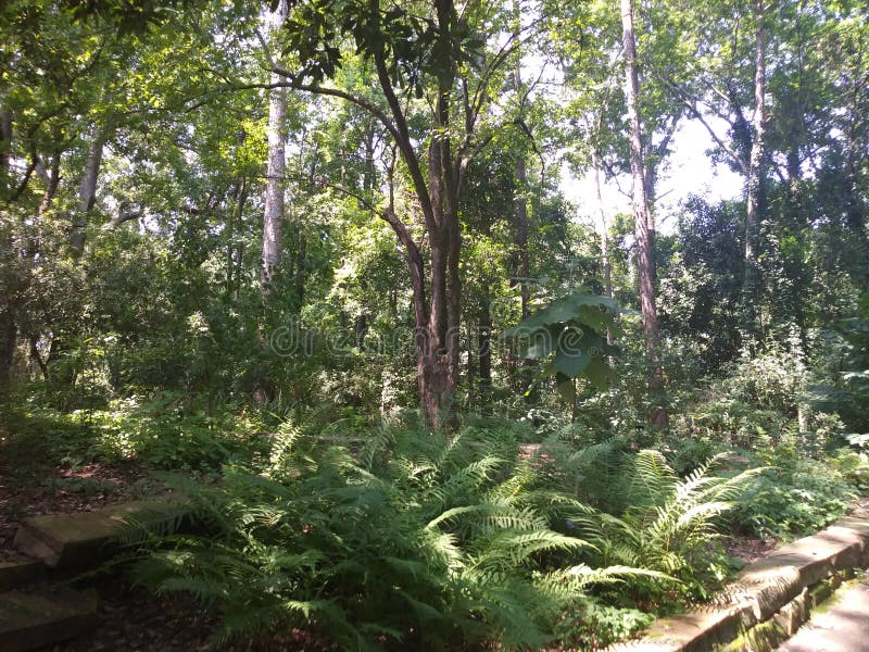 Forest Path stock image. Image of forest, path, beautiful - 130152551