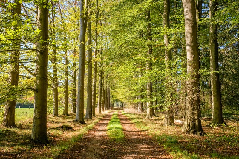 Forest Path on a October Afternoon Tankenberg, Oldenzaal, the ...