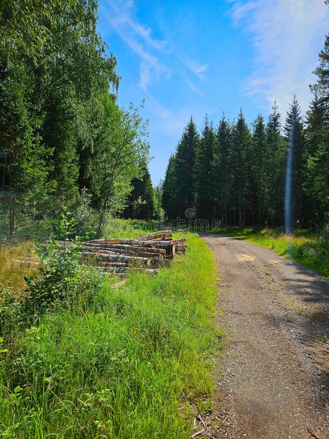 Forest Path Overgrown with Grass. Heather at the Edge of the Path ...