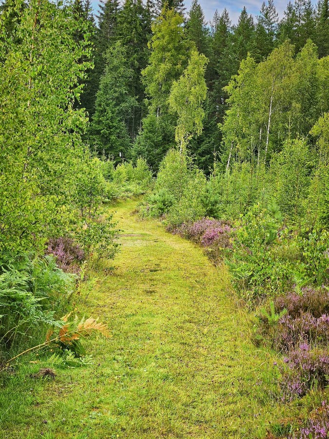 Forest Path Overgrown with Grass. Heather at the Edge of the Path Stock ...