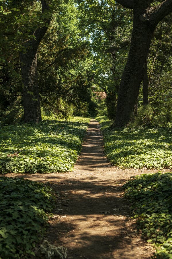 Forest Path in the Park and a Bench Near the Path Stock Image - Image ...