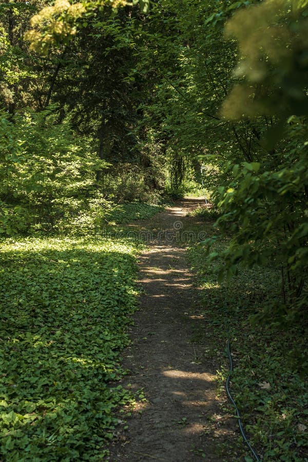 Forest Path in the Park Huge Trees Grow. the Ground Around the Path is ...