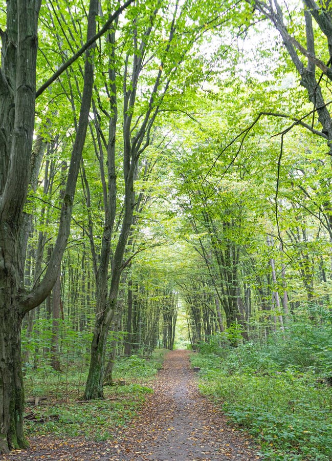 Forest Path, Park Way Overgrown with Trees, Summer Footpath Stock Image ...