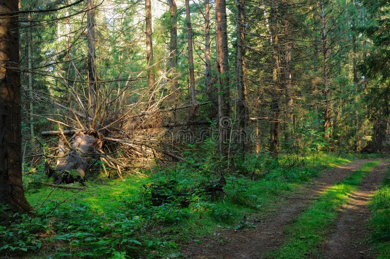 Forest path stock image. Image of plant, green, landscape - 33554675