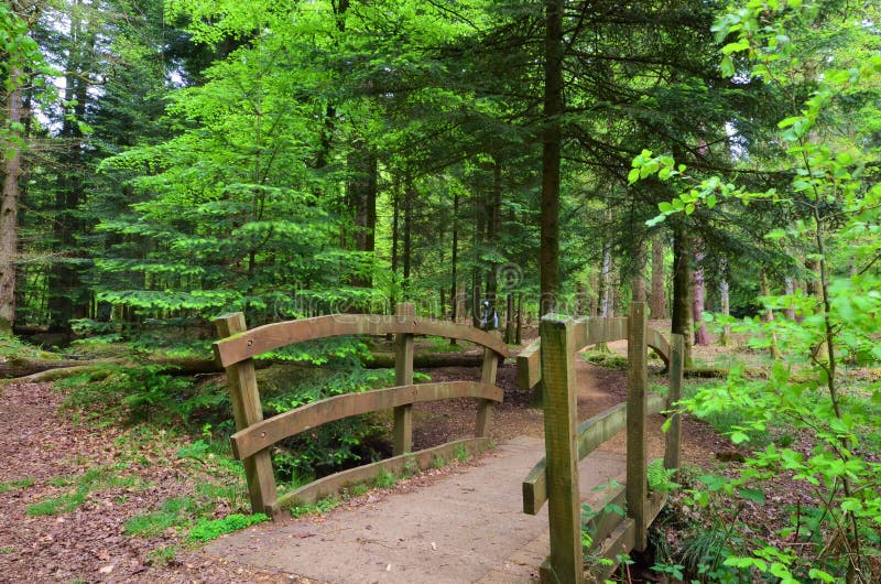 Forest Path stock image. Image of kingdom, park, dorset - 77220811