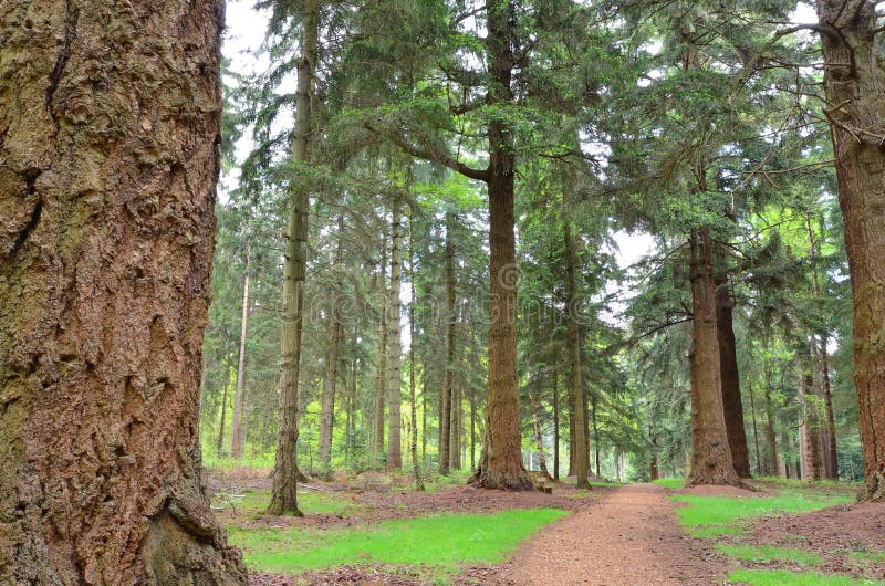 Forest Path stock photo. Image of hiking, scenery, hampshire - 77220820