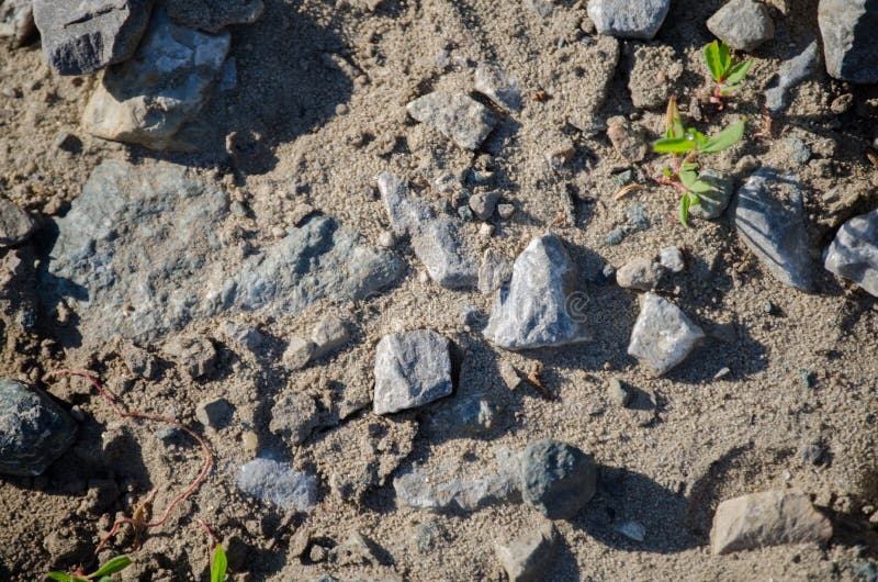 Forest Path, Photophone. Texture. Stock Image - Image of natural, wall ...