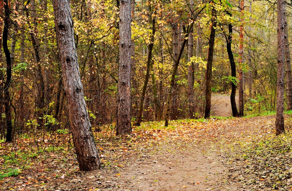 Bright Brown Sandy Forest Path in Pine and Deciduous Forest with ...