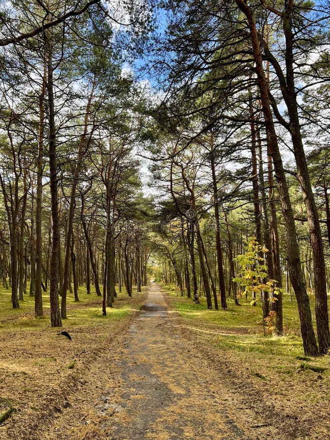 A Forest Path in a Pine Forest. Stock Photo - Image of needles ...