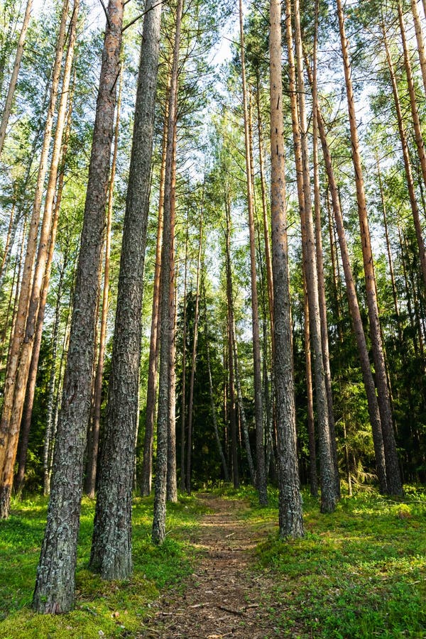 Forest Path through a Pine Forest. Road in the Coniferous Forest Stock ...
