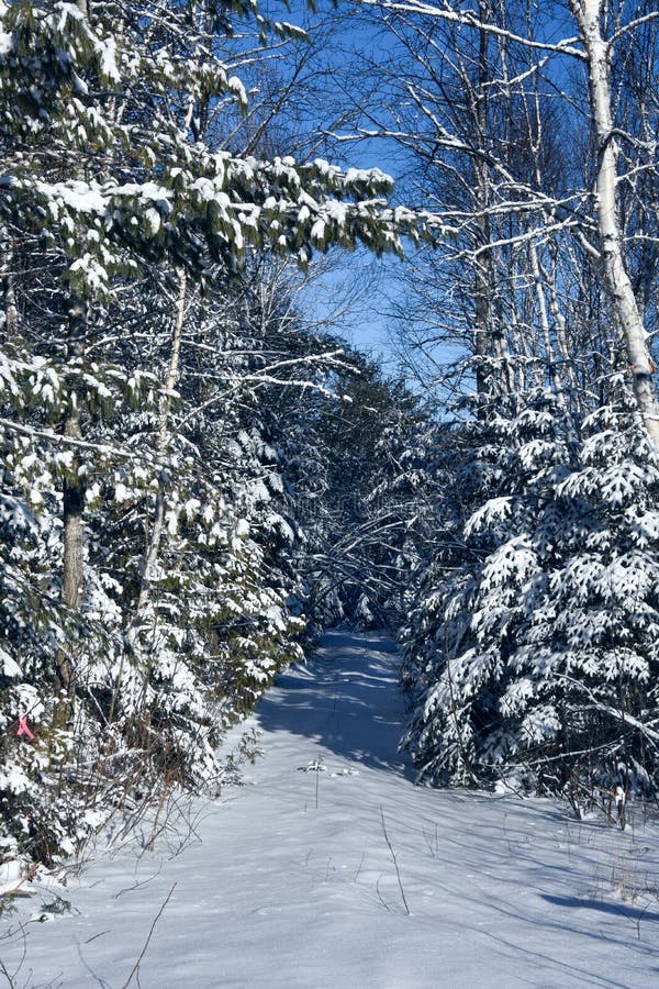 Forest Path in Quebec, Canada, on a Beautiful but Cold Winter Day Stock ...