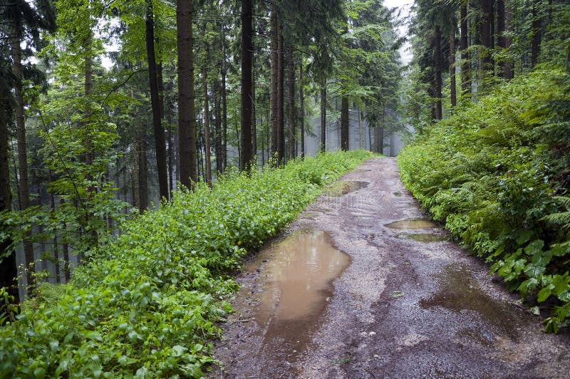 Forest path after rain stock photo. Image of season, spring - 18300674