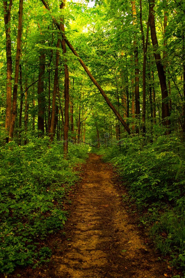In the Forest, a Path after the Rain Stock Image - Image of autumn ...