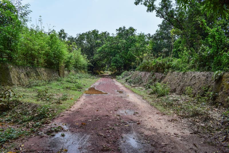 Forest Path after Rain in Sunny Daylight with Holes on the Path Full of ...
