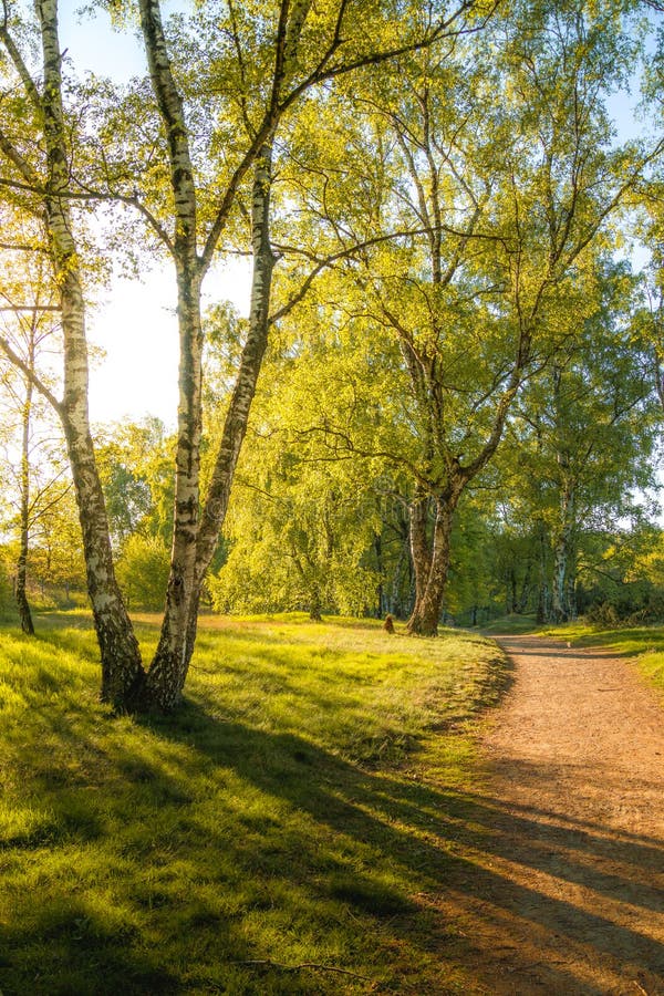 A Forest with a Path with the Rays of the Sun Editorial Stock Photo ...