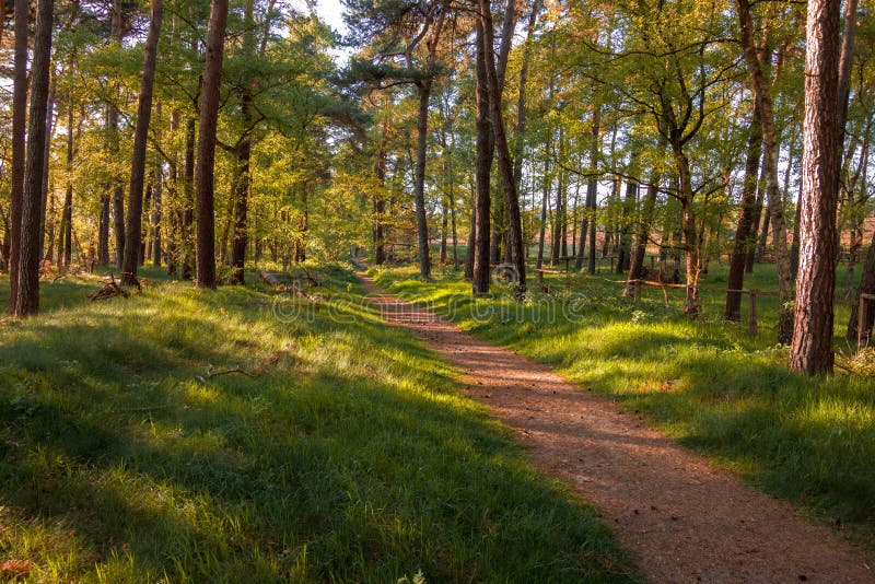 A Forest with a Path with the Rays of the Sun Editorial Stock Photo ...