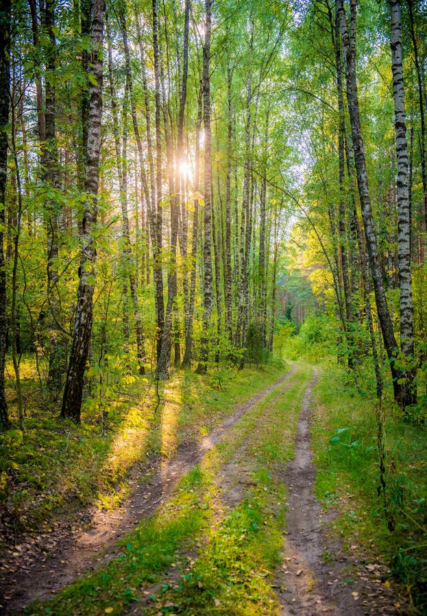 Forest Path, Scenic Nature Landscape Stock Image - Image of scene ...