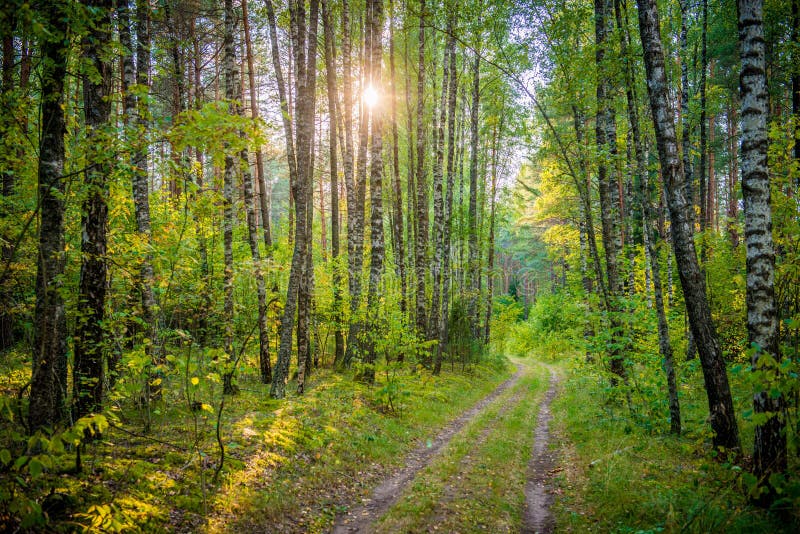 Forest Path, Scenic Nature Landscape Stock Image - Image of scene ...