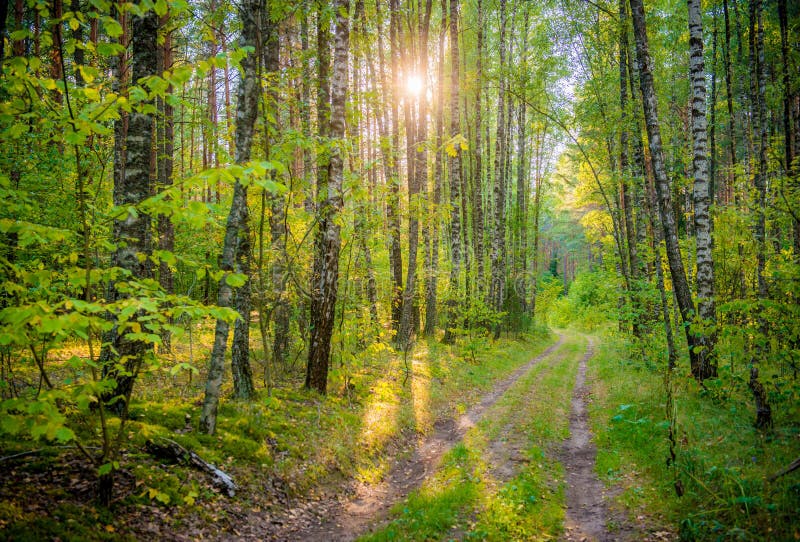 Forest path stock photo. Image of sunshine, tranquil - 67765822