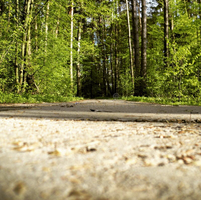 Forest path stock photo. Image of nature, road, forest - 92677300