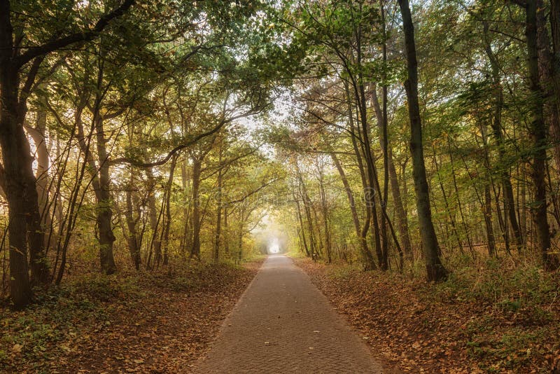 Forest Path stock image. Image of roadway, footpath, green - 84245511